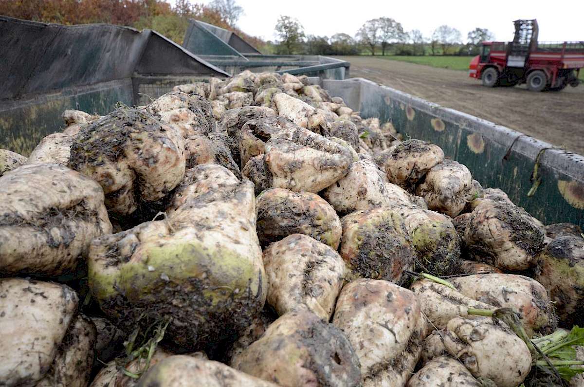 Zuckerrüben für Biogas | LU-Web